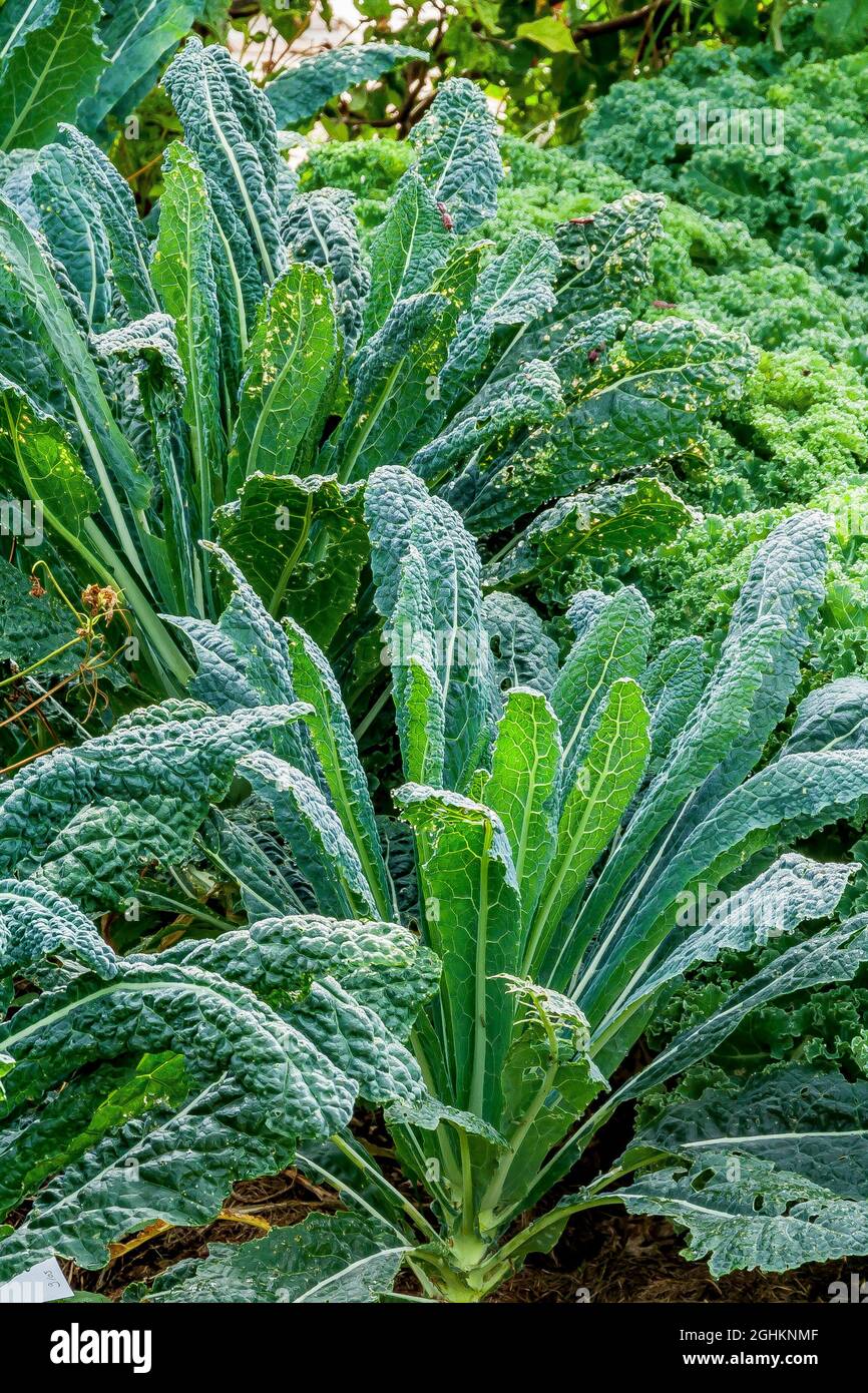 Chou palmier 'Nero di Toscana' Stock Photo - Alamy