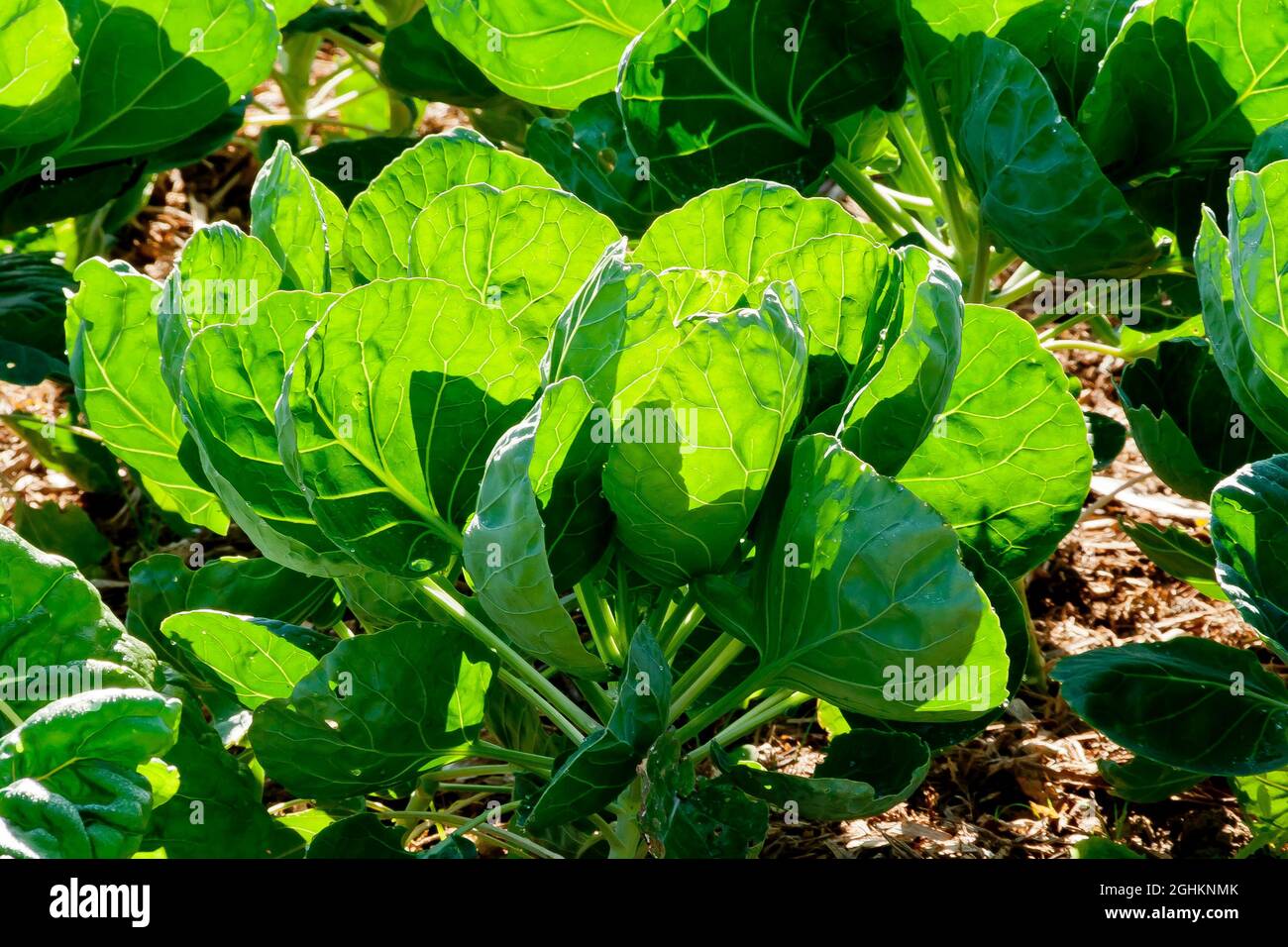 Chou de Bruxelles 'Veraline' Stock Photo - Alamy