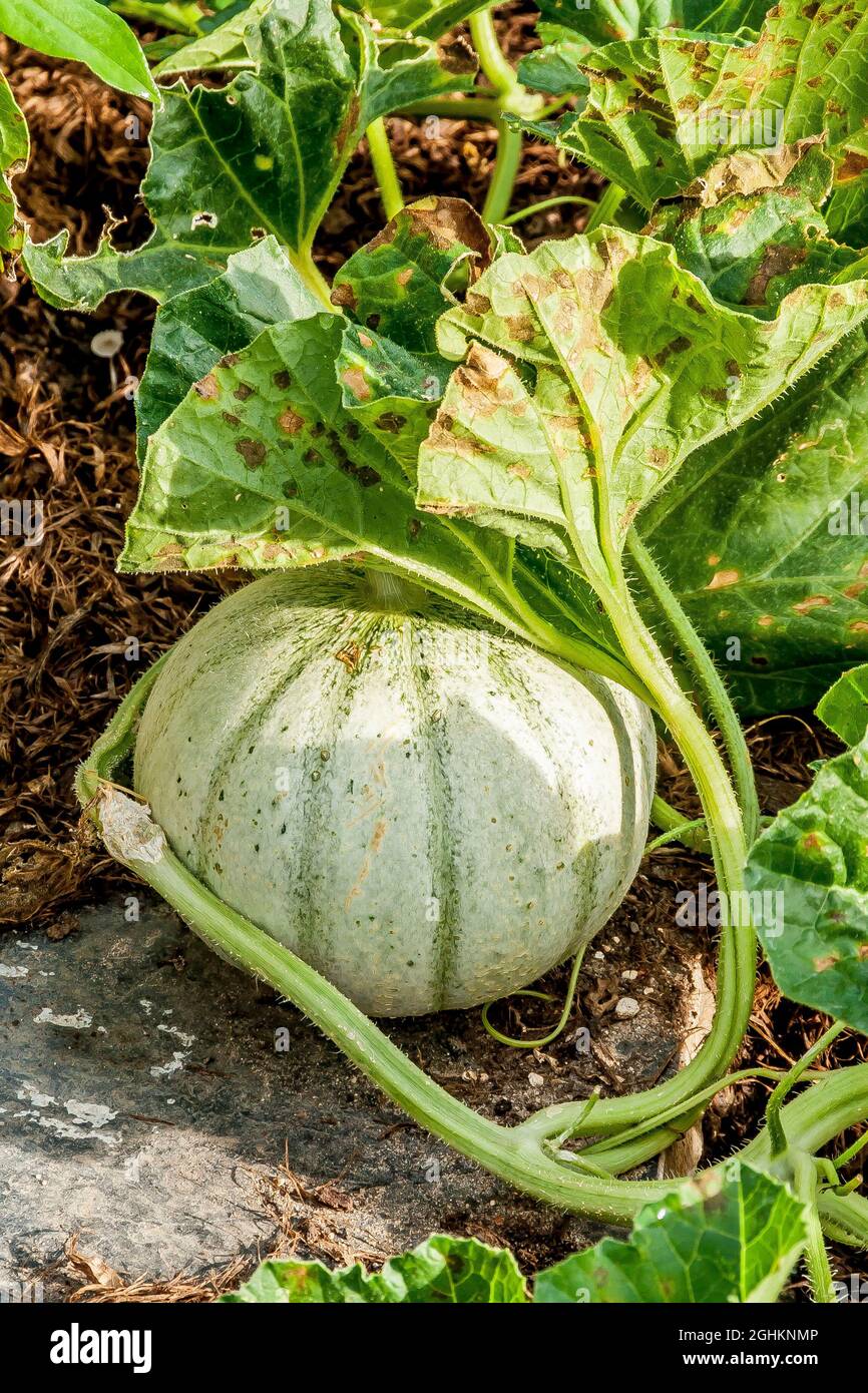 Melon charentais hi-res stock photography and images - Alamy