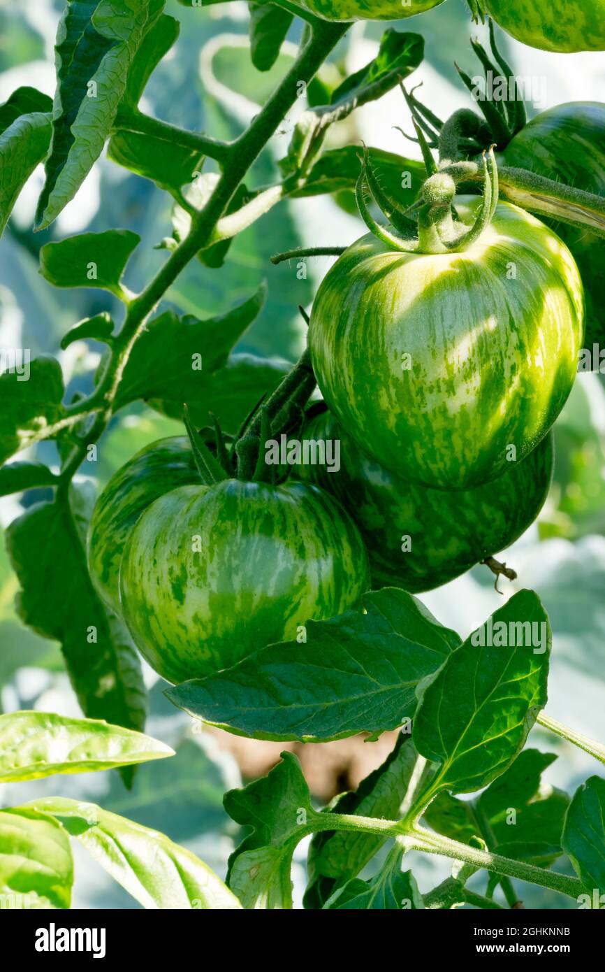 Tomate 'Green Zebra' Obtenteur : Tom Wagner (USA Stock Photo - Alamy