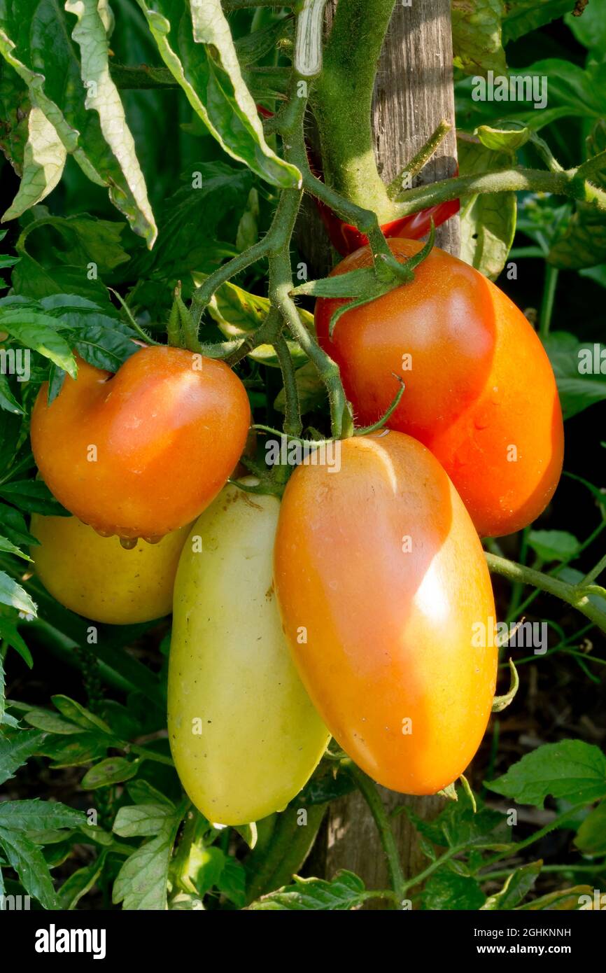 Tomate 'Sir Elyan' Stock Photo - Alamy