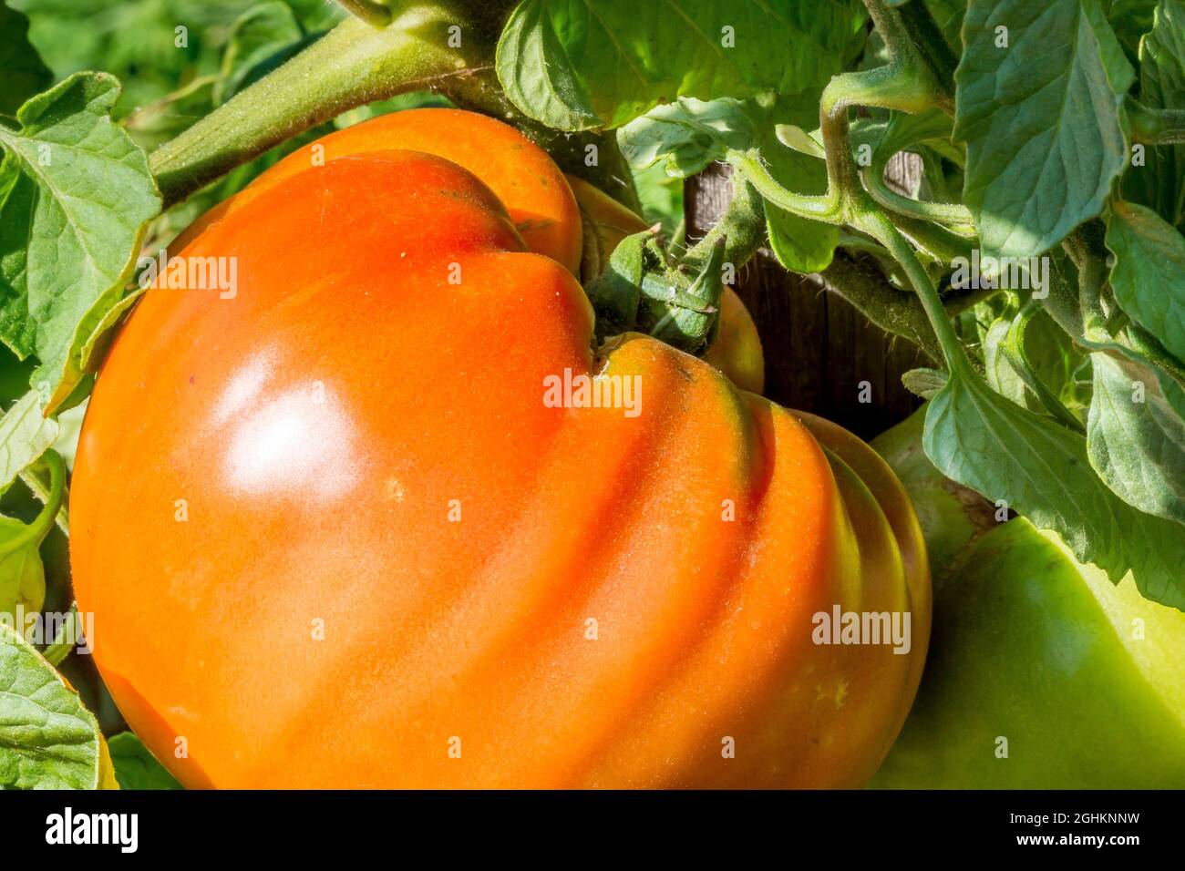 Tomate 'Country Taste' Stock Photo - Alamy