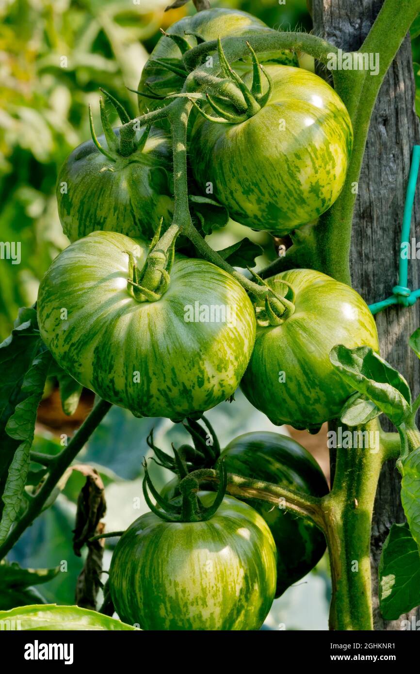 Tomate 'Green Zebra' Obtenteur : Tom Wagner (USA Stock Photo - Alamy