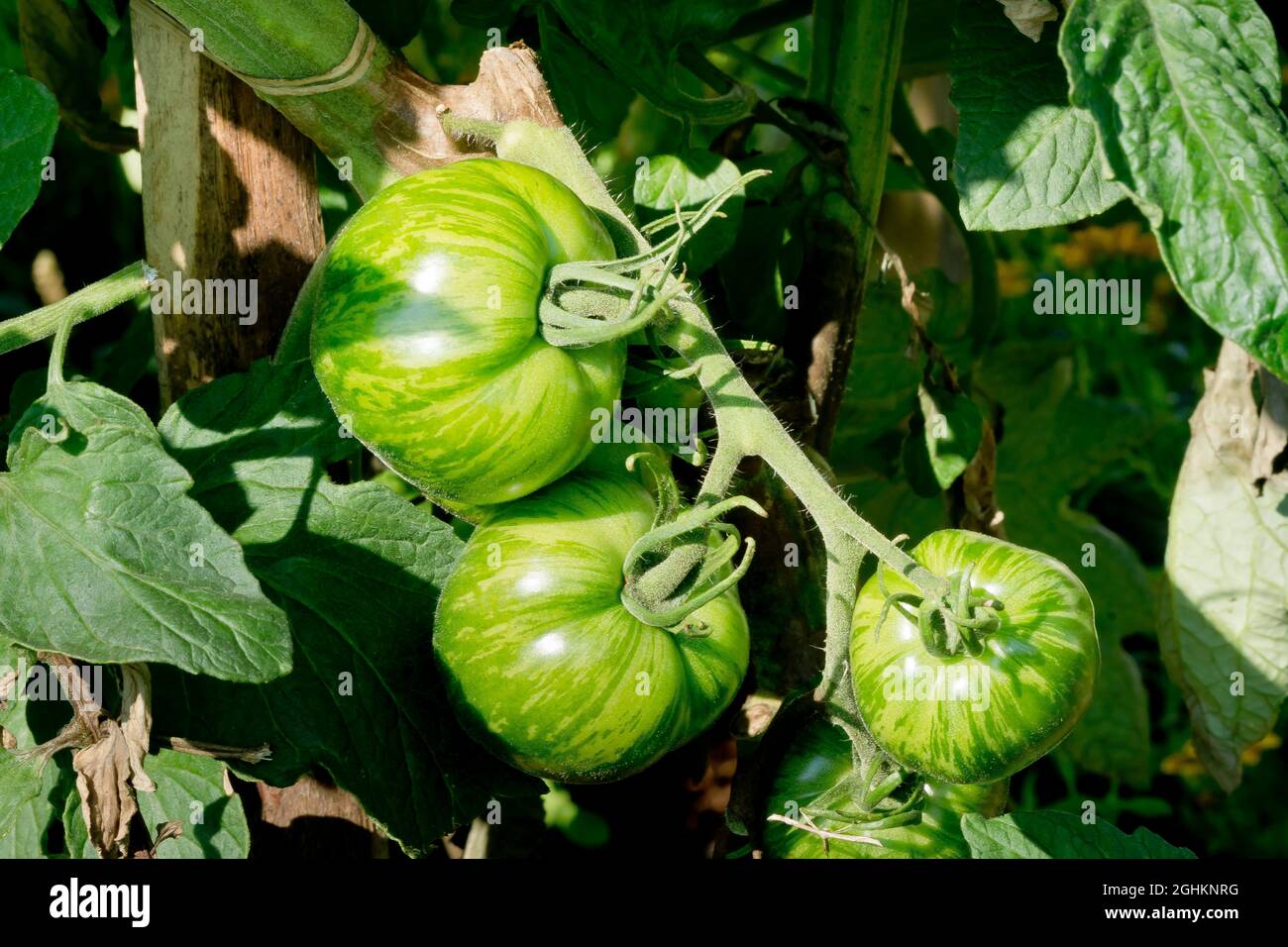 Tomate 'Green Zebra' Stock Photo - Alamy