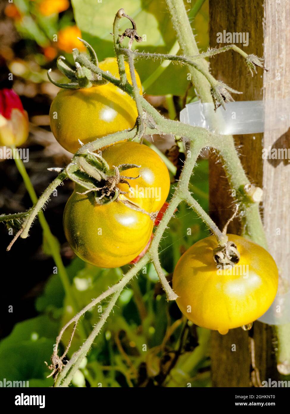 Tomate 'Ananas Jaune' Stock Photo - Alamy