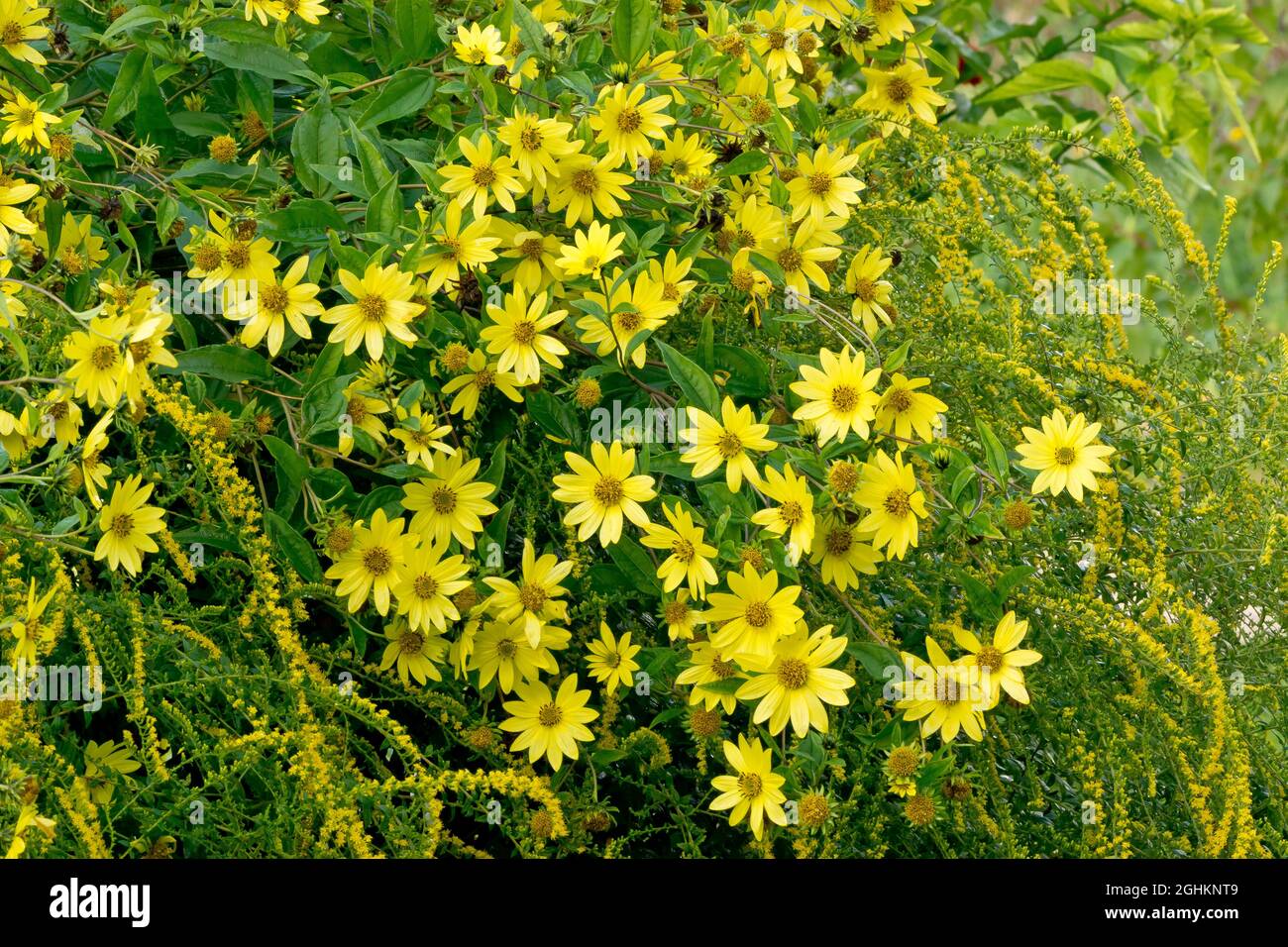 Helianthus 'Lemon Queen' Stock Photo - Alamy