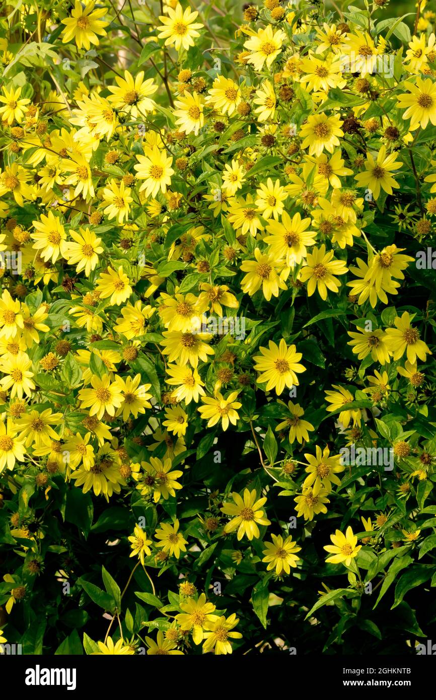 Helianthus 'Lemon Queen' Stock Photo - Alamy