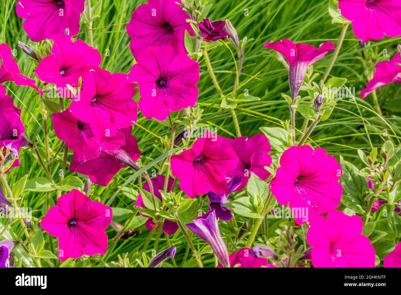 Petunia hedgiflora 'Tidal Wave Purple' Stock Photo - Alamy