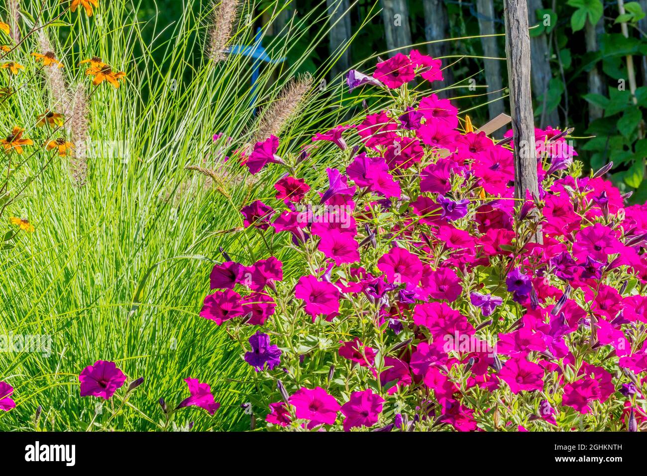 Petunia hedgiflora 'Tidal Wave Purple', Pennisetum alopecuroides ...