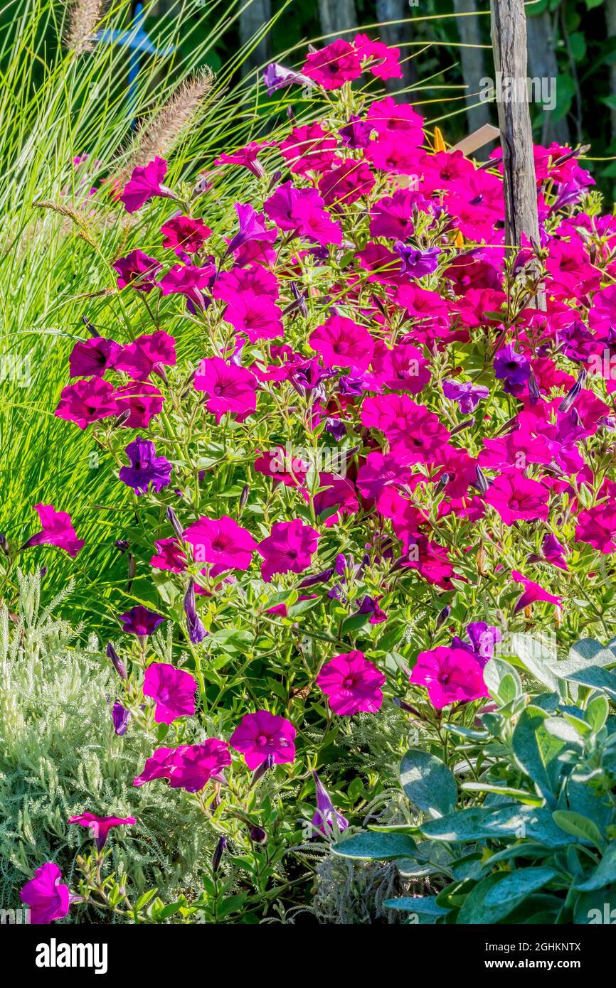 Petunia hedgiflora 'Tidal Wave Purple', Pennisetum alopecuroides ...