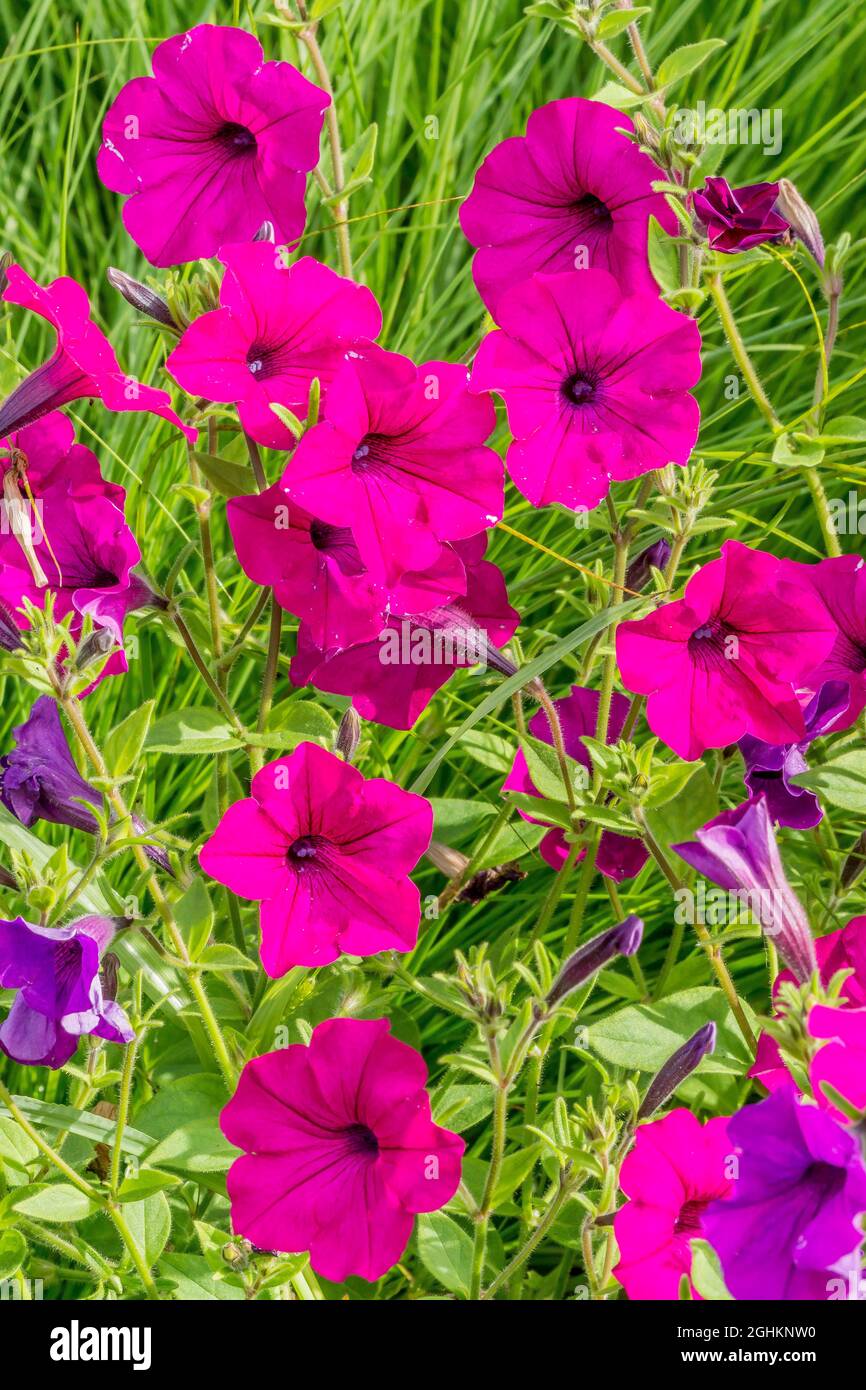 Petunia hedgiflora 'Tidal Wave Purple' Stock Photo - Alamy