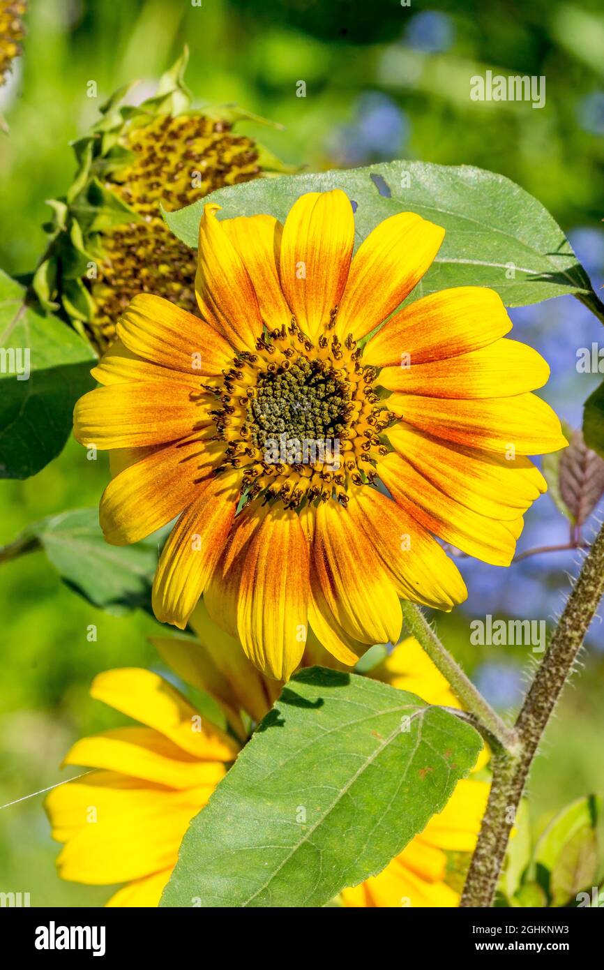 Sundance Kid Sunflower