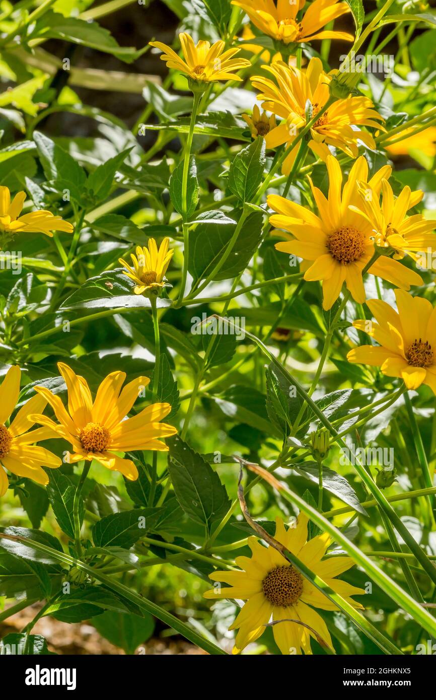 Helianthus 'Lemon Queen' Stock Photo - Alamy