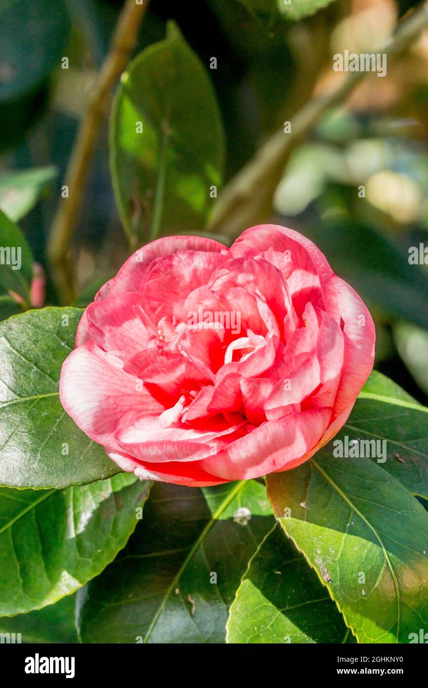 Camellia 'Can Can' in bloom in a garden Stock Photo - Alamy