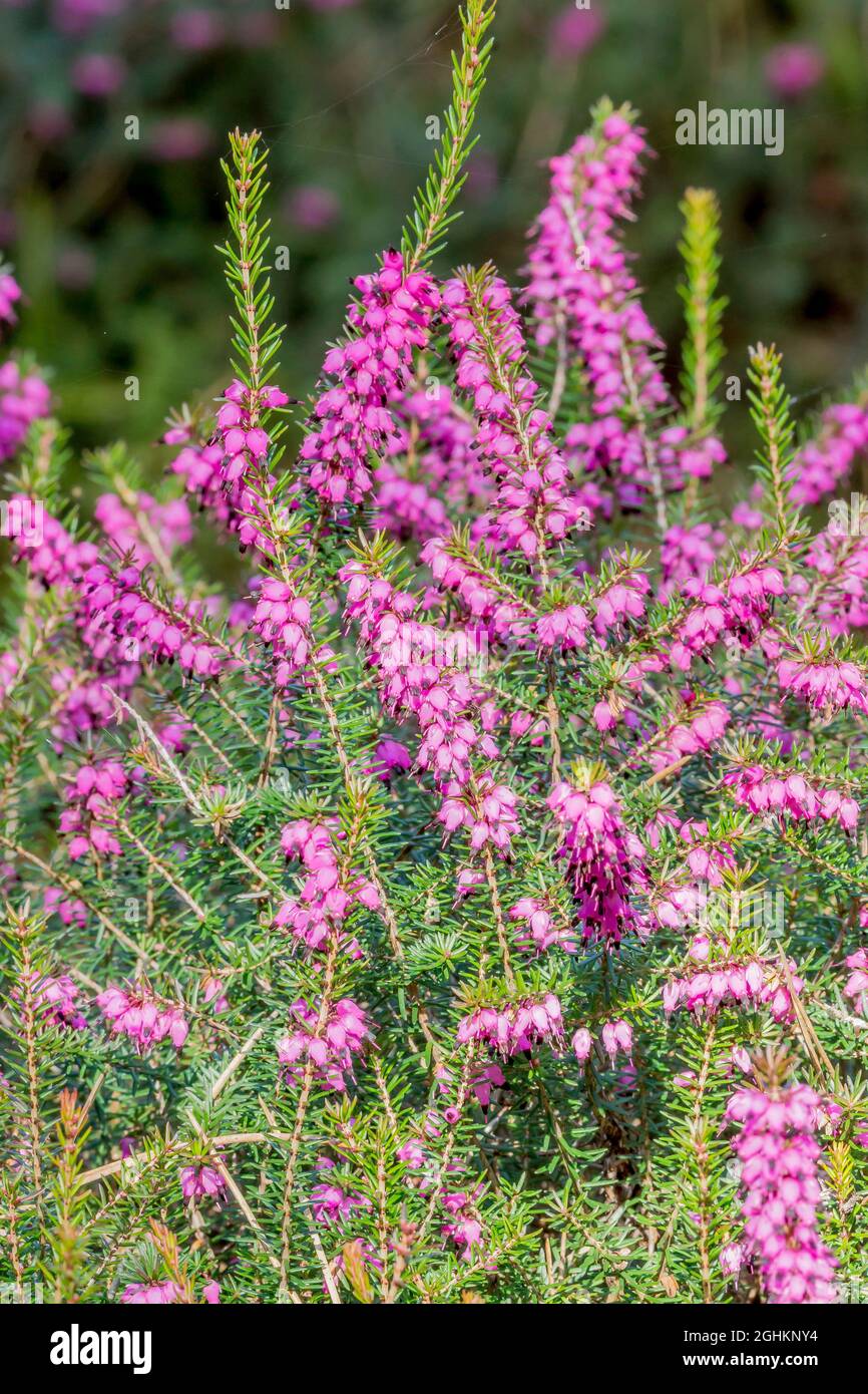 Erica darleyensis 'Darley Dale' Stock Photo - Alamy