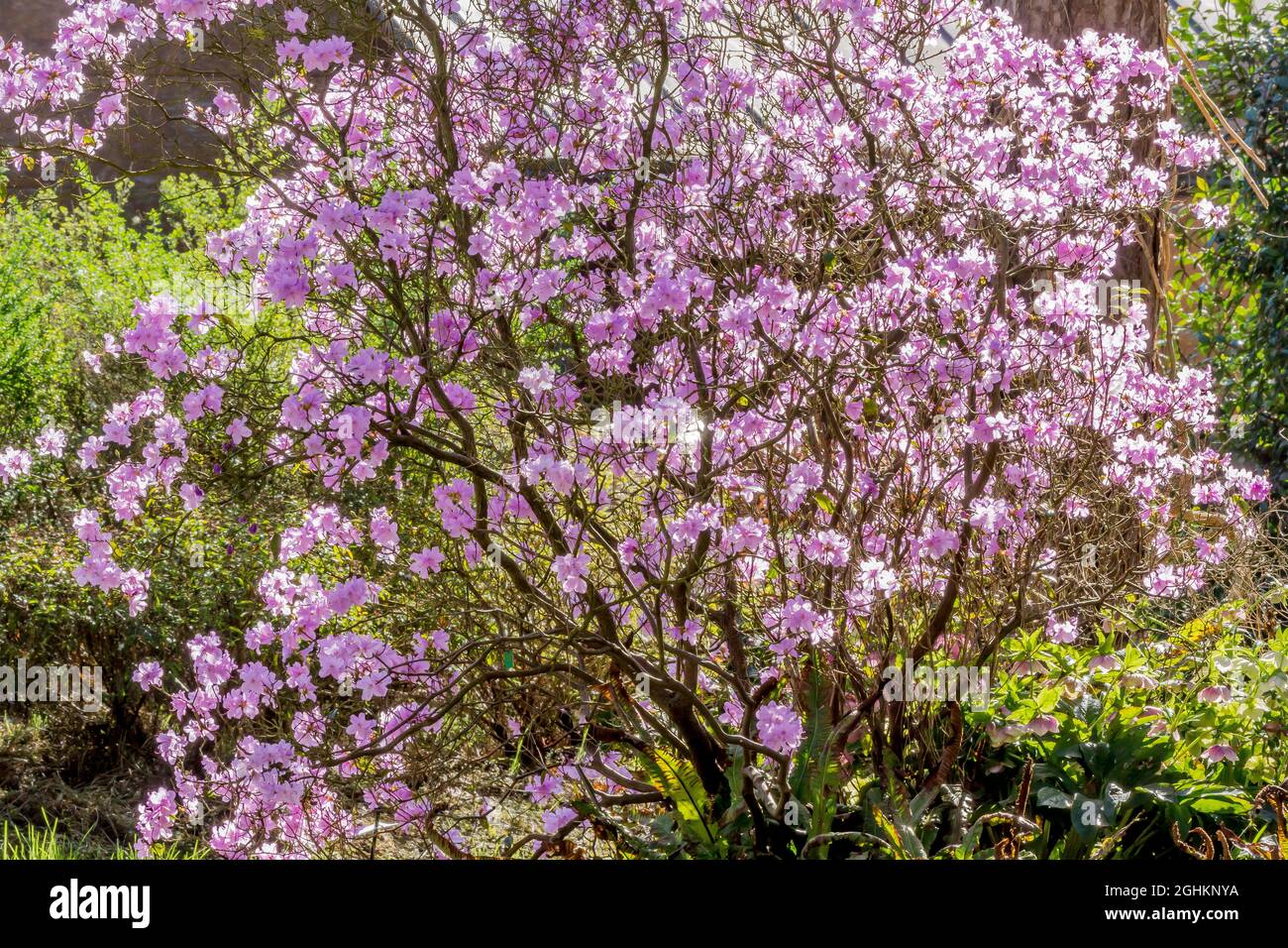 Rhododendron 'Praecox' in bloom in a garden Stock Photo - Alamy
