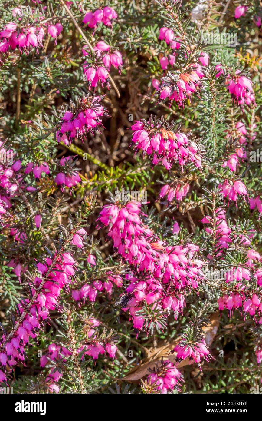 Erica darleyensis ' Spring Surprise' Stock Photo - Alamy