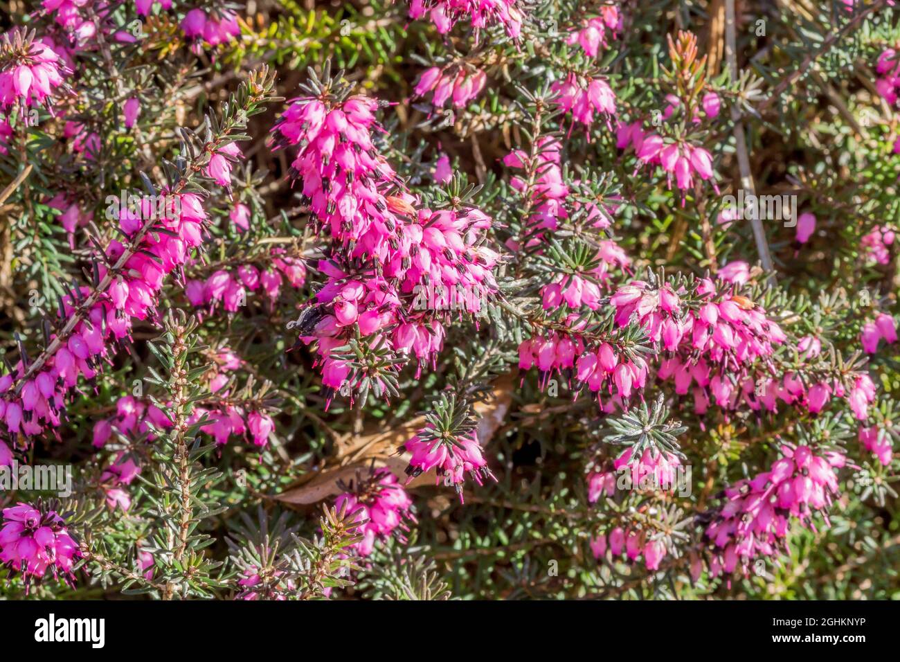 Erica darleyensis ' Spring Surprise' Stock Photo - Alamy