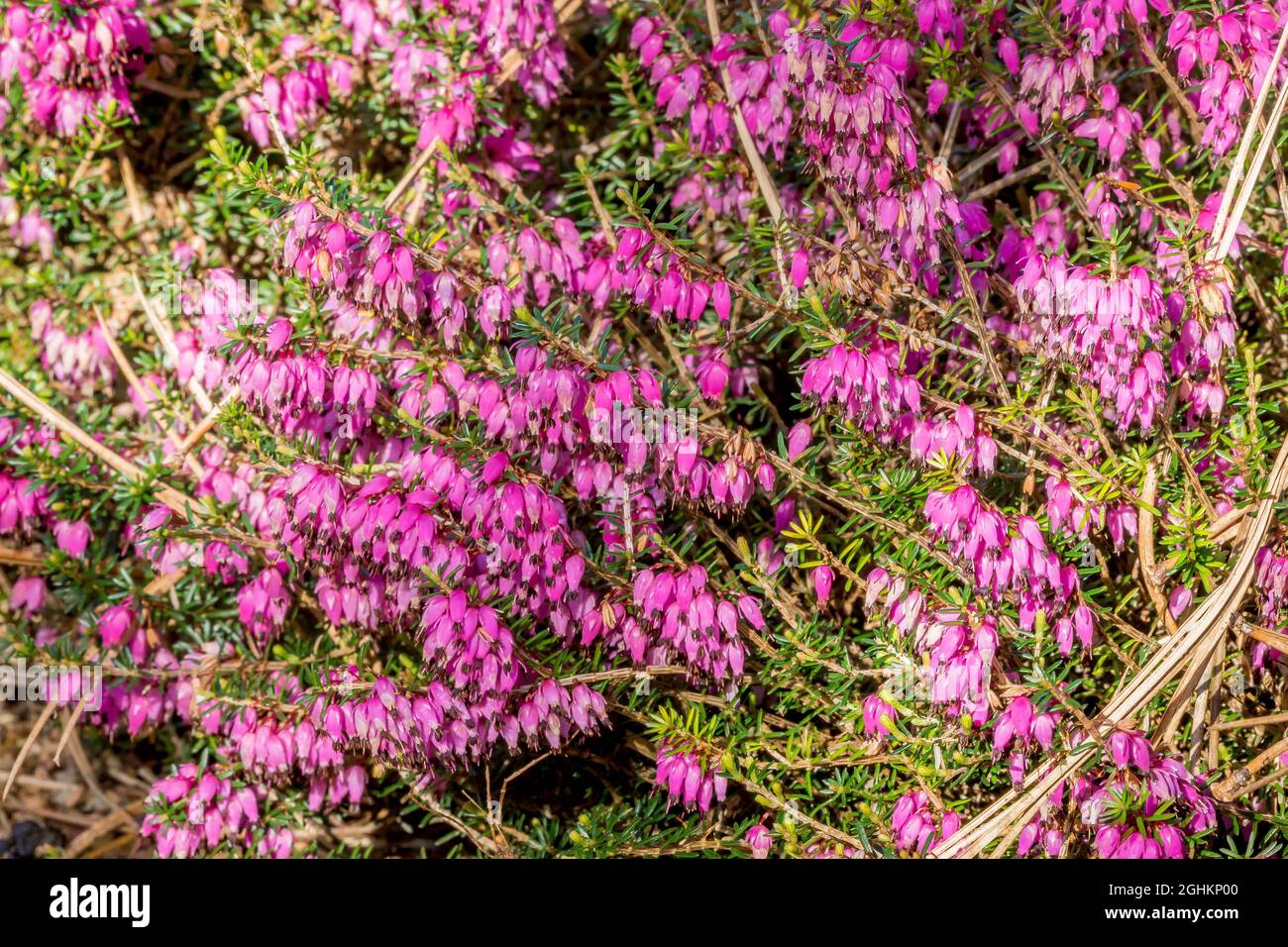 Erica carnea 'Adrienne Duncan' Stock Photo - Alamy