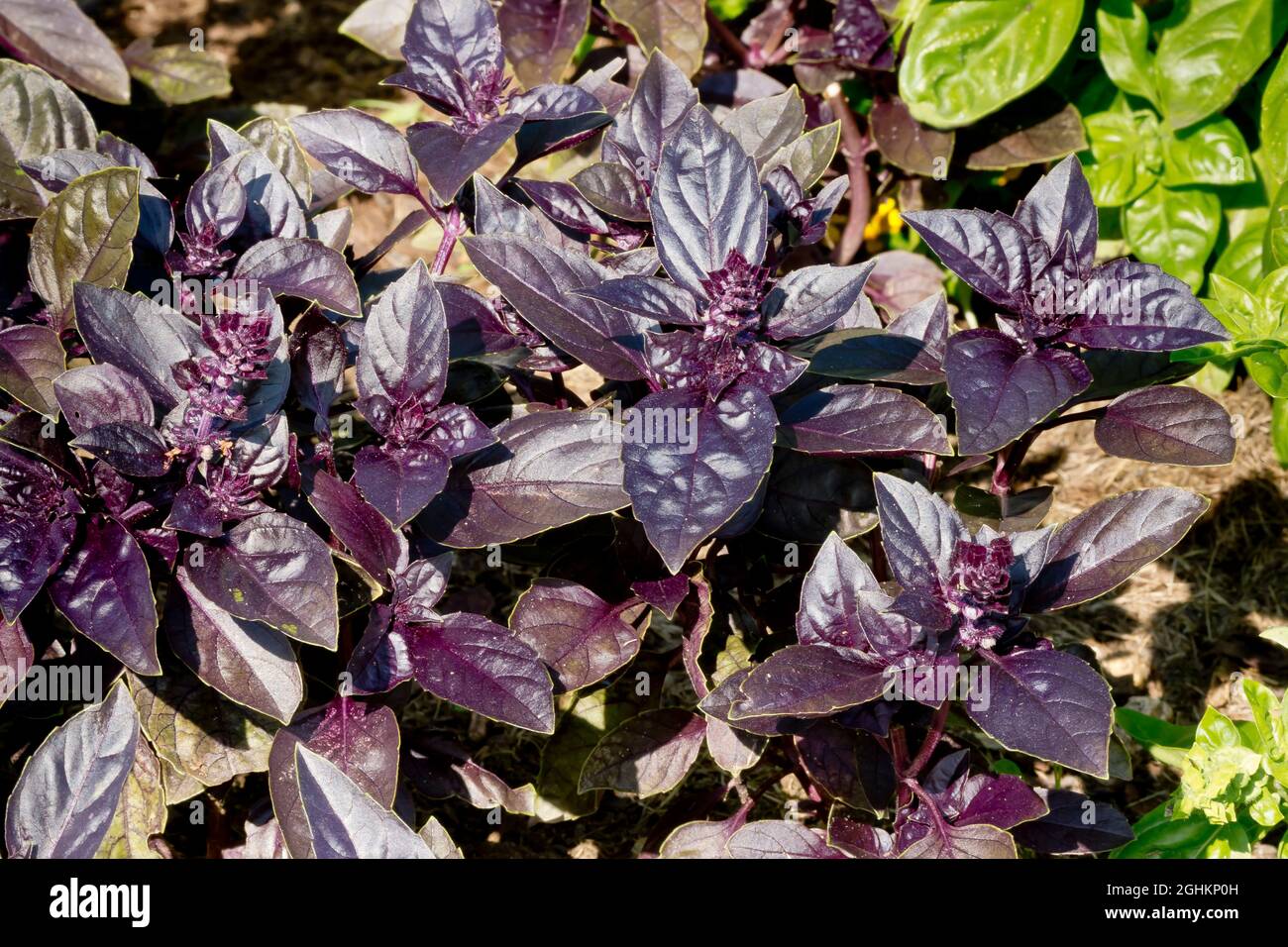 Ocimum basilicum purpurascens Stock Photo - Alamy