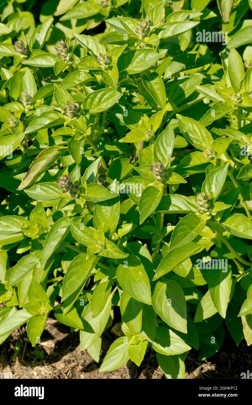 Ocimum basilicum citriodorum Stock Photo - Alamy