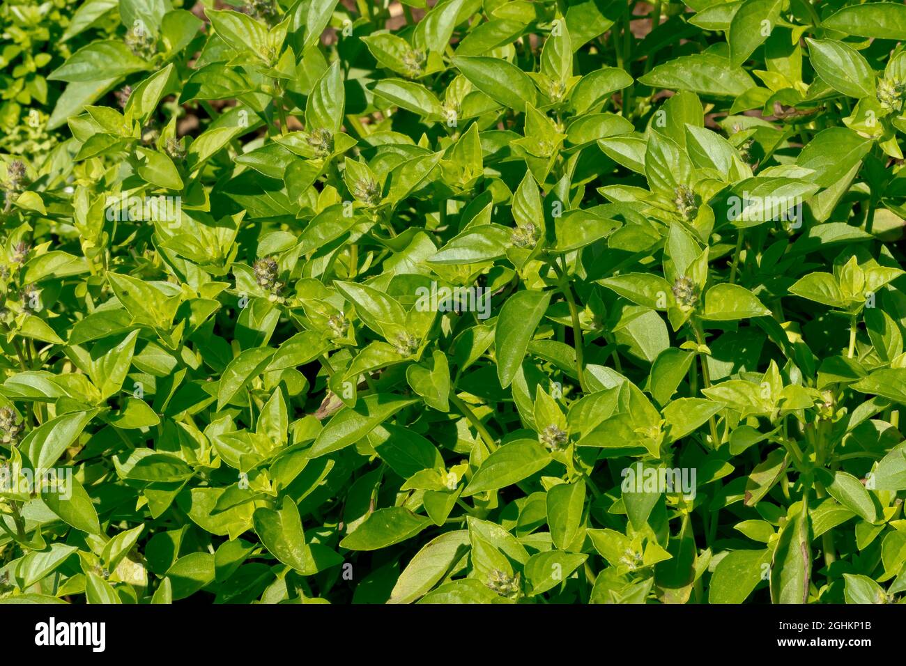 Ocimum basilicum citriodorum Stock Photo - Alamy