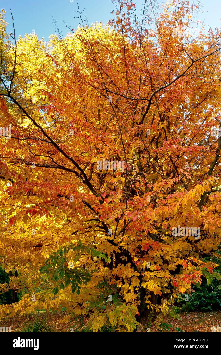 Ironwood [parrotia persica] hi-res stock photography and images - Alamy