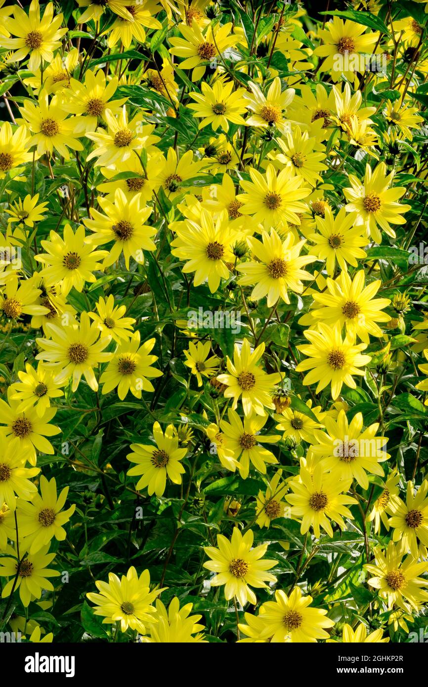 Helianthus 'Lemon Queen' Stock Photo - Alamy