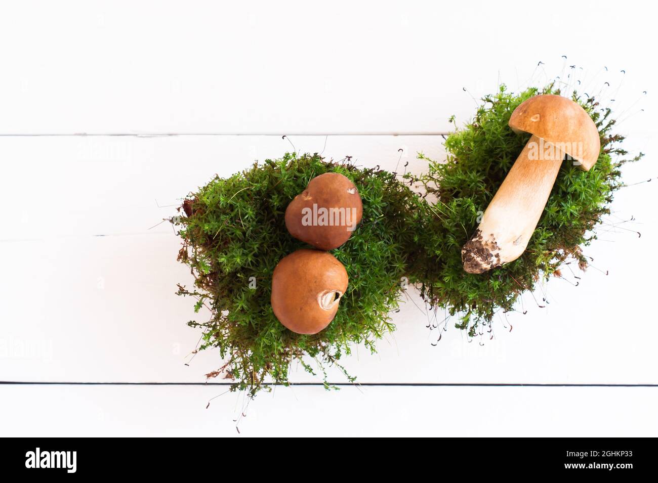 Birch mushroom top view Cut Out Stock Images & Pictures - Alamy