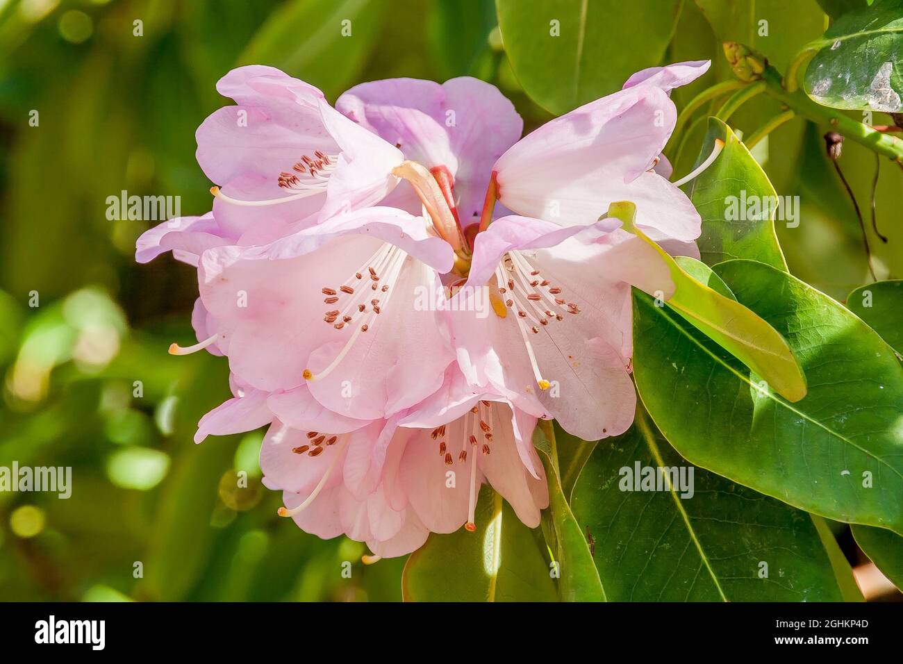 Rhododendron in bloom in a garden Stock Photo - Alamy
