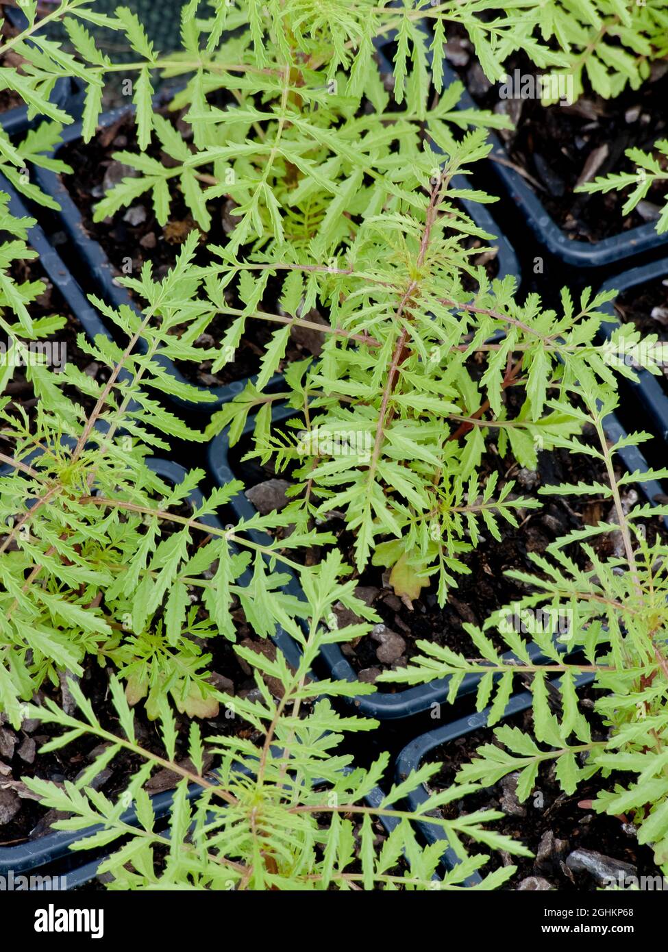 Plants de Tagetes signata Stock Photo - Alamy