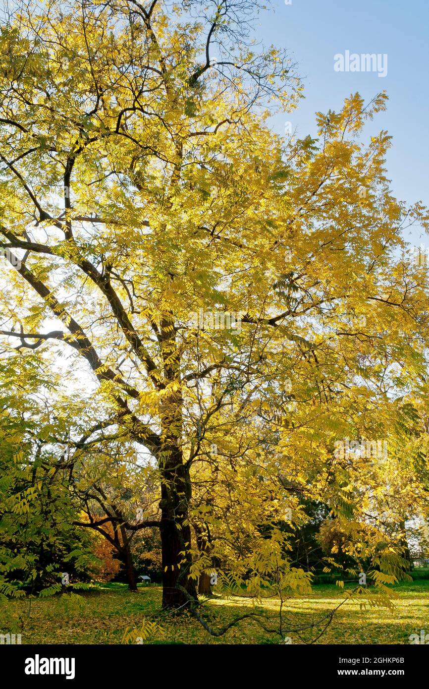 Juglans Nigra Tree High Resolution Stock Photography and Images - Alamy