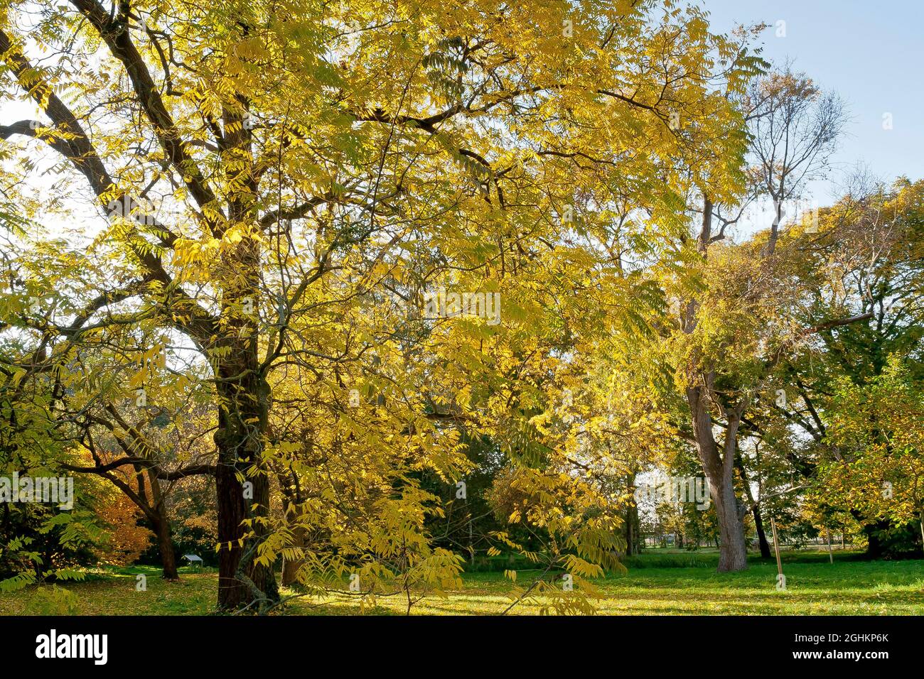 Juglans Nigra Tree High Resolution Stock Photography and Images - Alamy