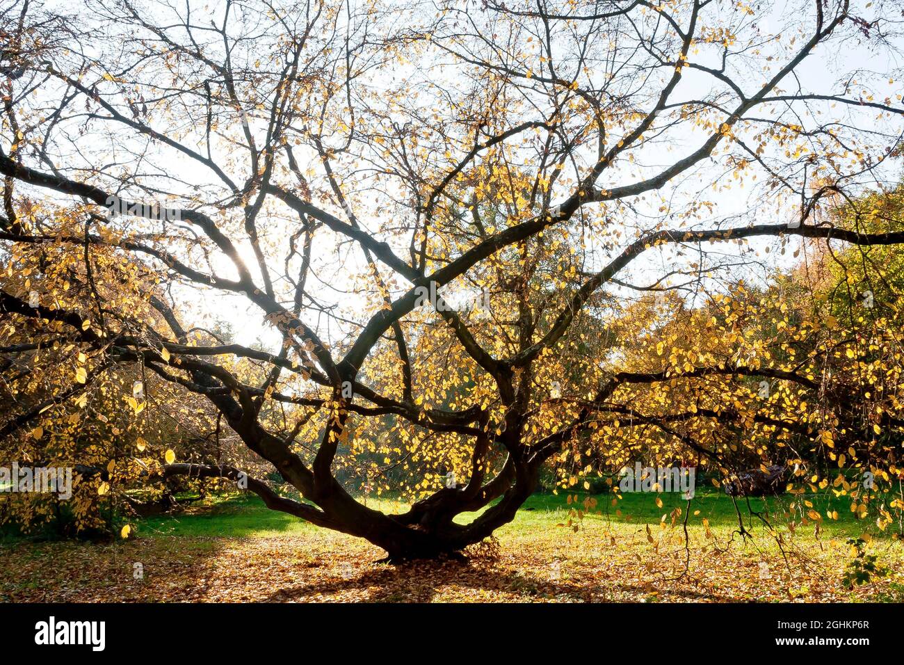 Carpinus betulus 'Pendula' Stock Photo - Alamy