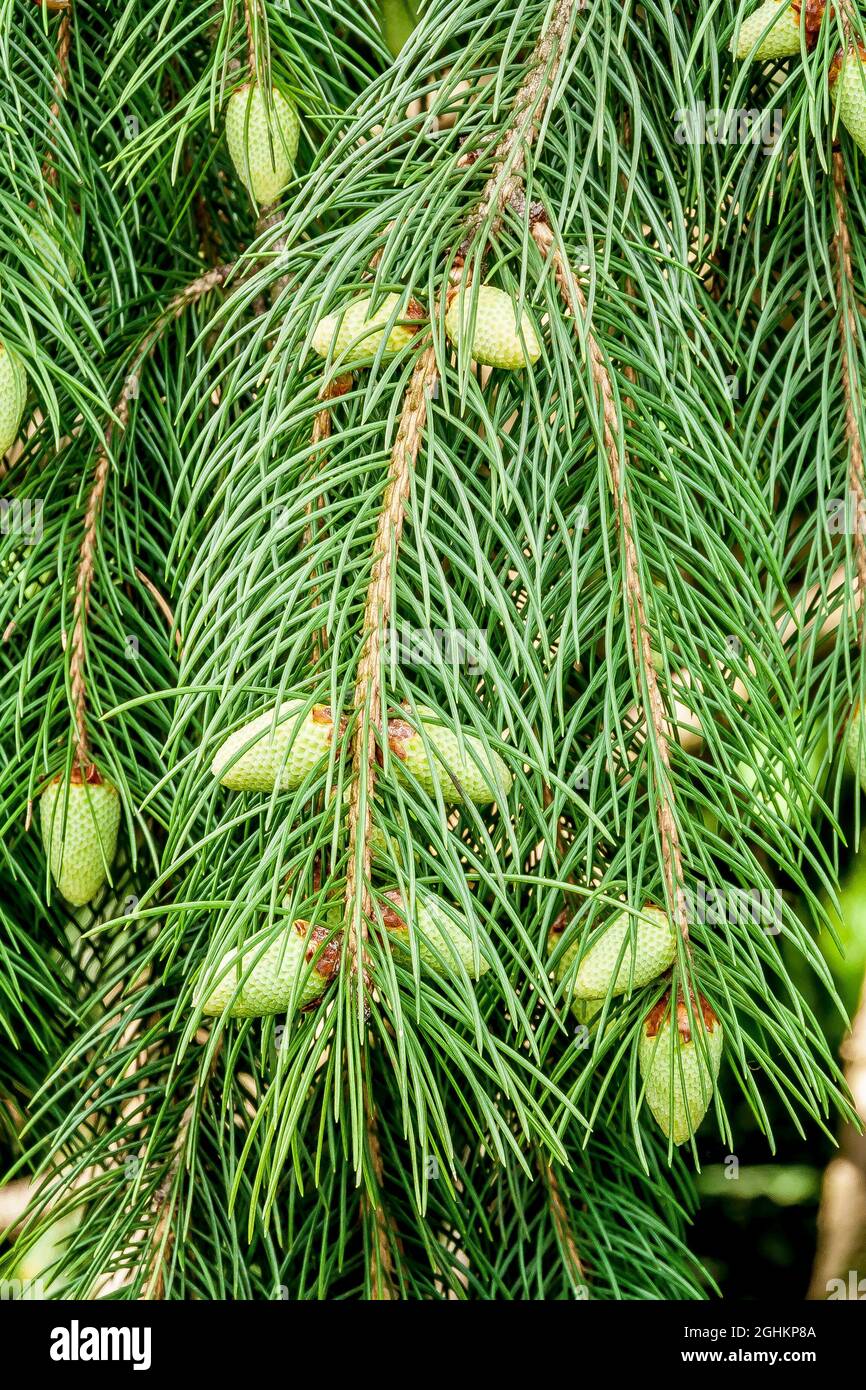 Picea sp hi-res stock photography and images - Alamy