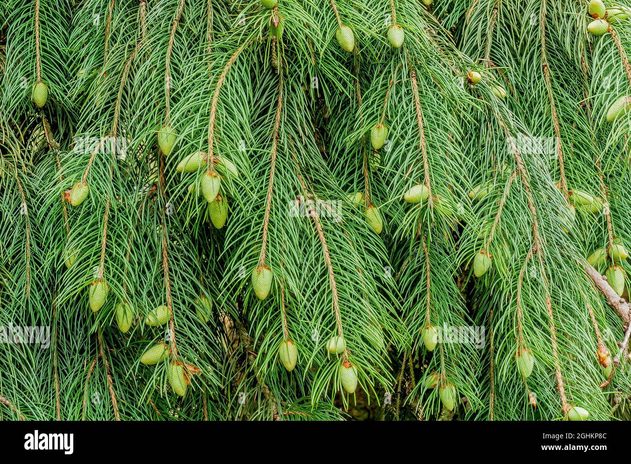 Picea sp hi-res stock photography and images - Alamy