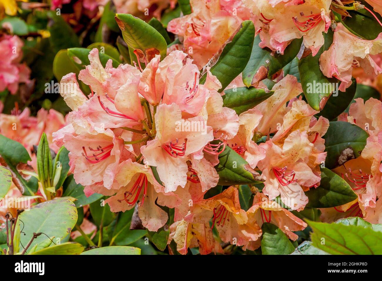 Rhododendron 'Brazil' in bloom in a garden Stock Photo - Alamy