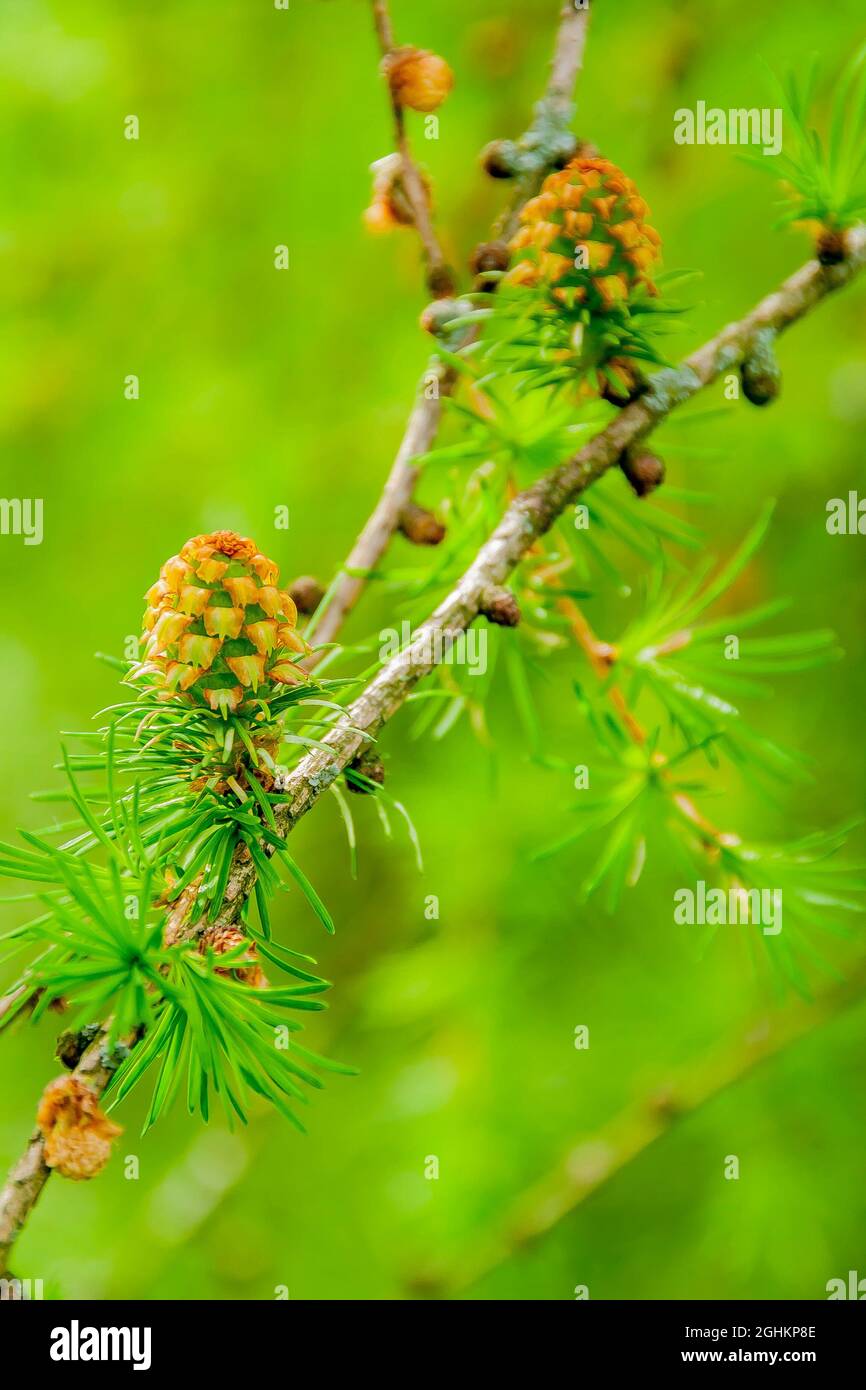 Larix Sp Larch High Resolution Stock Photography and Images - Alamy