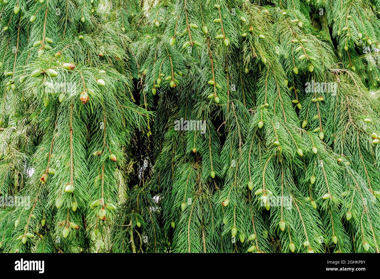 Picea sp hi-res stock photography and images - Alamy
