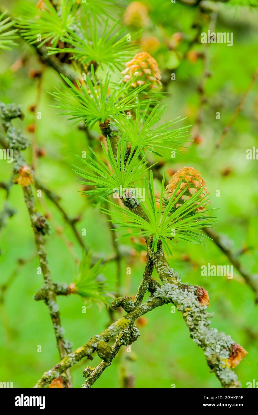 Larix Sp Larch High Resolution Stock Photography and Images - Alamy