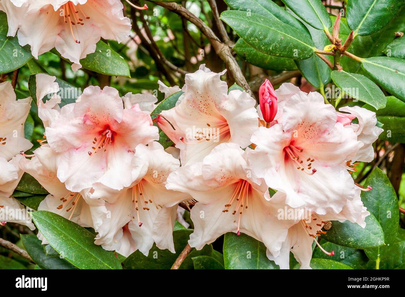 Rhododendron 'Virginia Richards' in bloom in a garden Stock Photo - Alamy