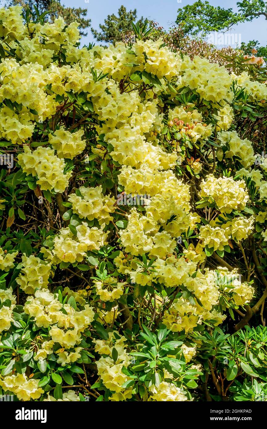 Rhododendron 'Haida Gold' in bloom in a garden Stock Photo - Alamy