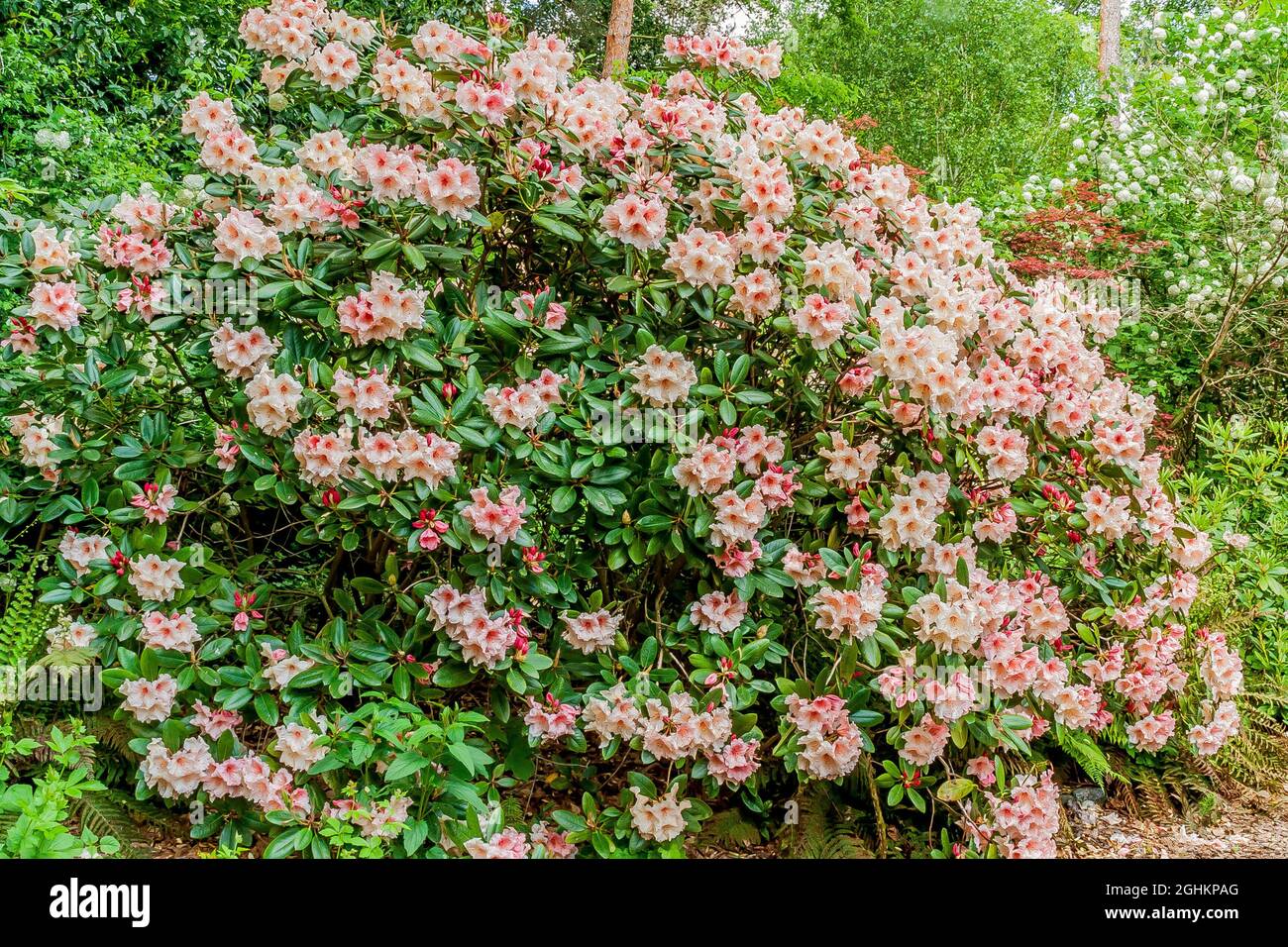 Rhododendron 'Virginia Richards' in bloom in a garden Stock Photo - Alamy