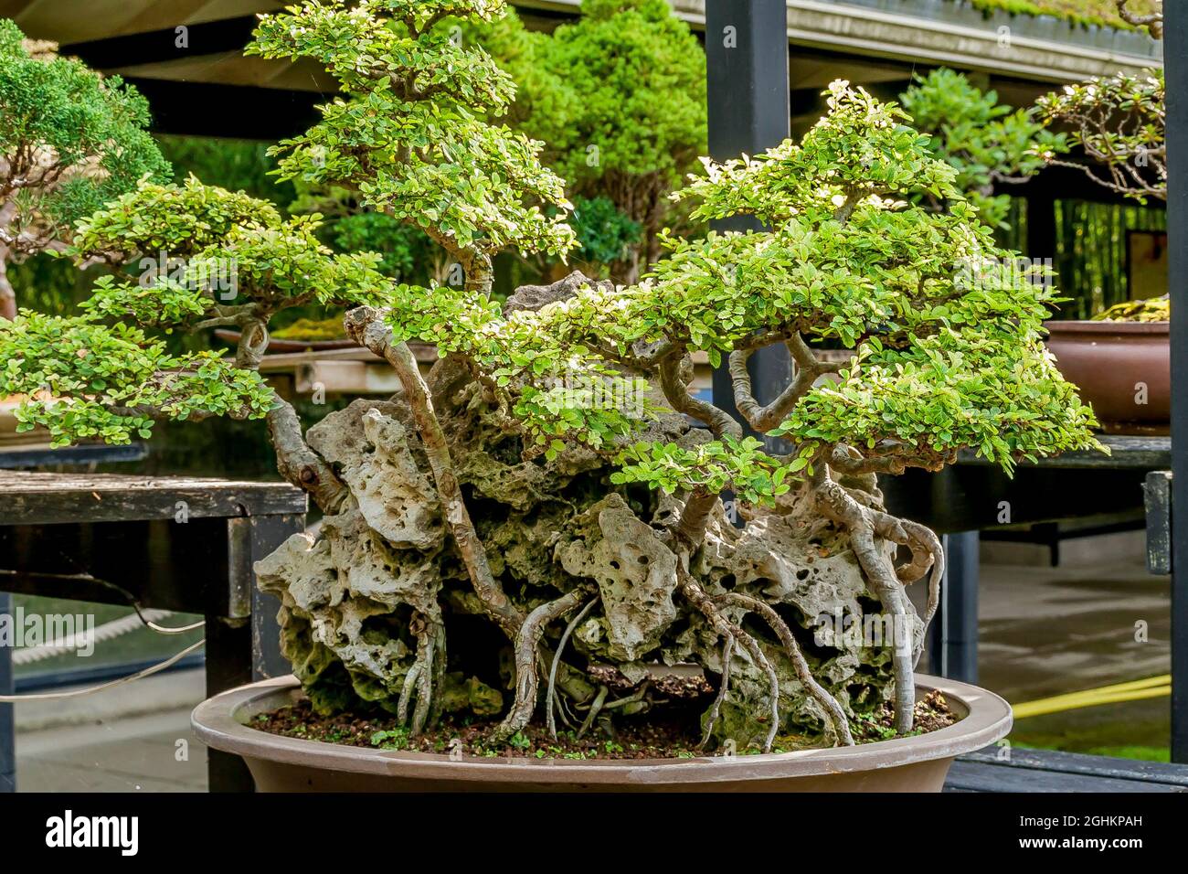 Parvifolia High Resolution Stock Photography and Images - Alamy