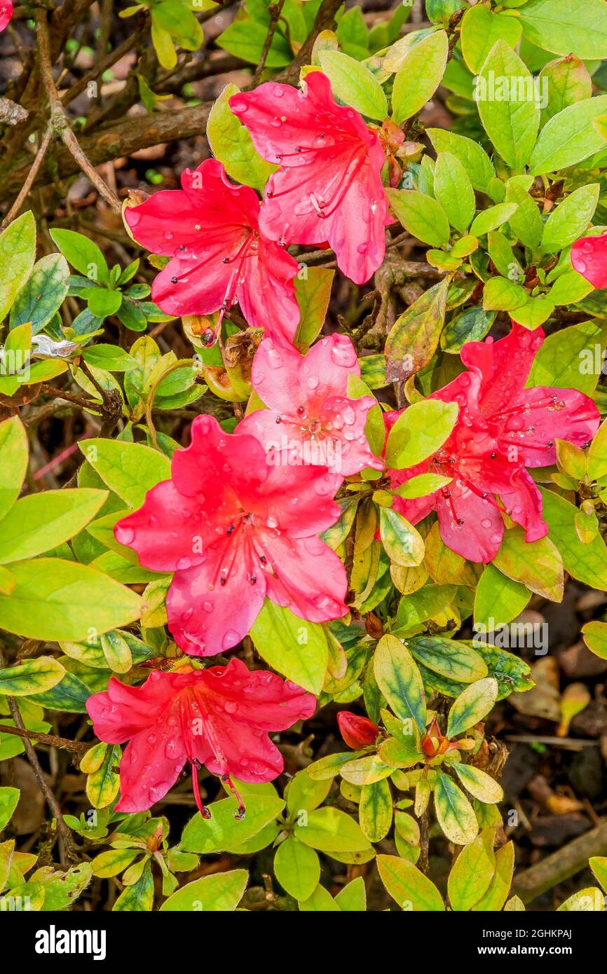 Azalea 'Arabesk' in bloom in a garden Stock Photo - Alamy
