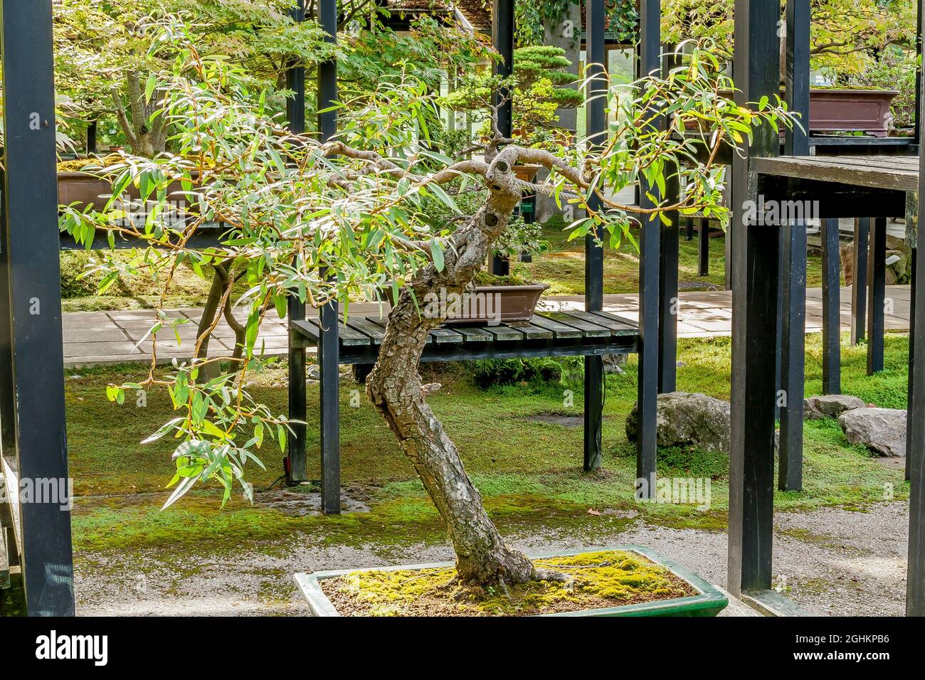 Salix japonica hi-res stock photography and images - Alamy