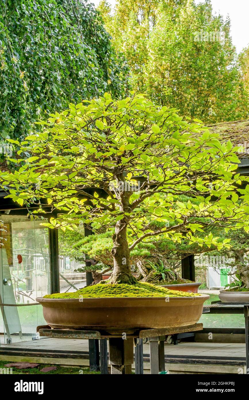 Japanese beech bonsai fagus crenata hi-res stock photography and images ...