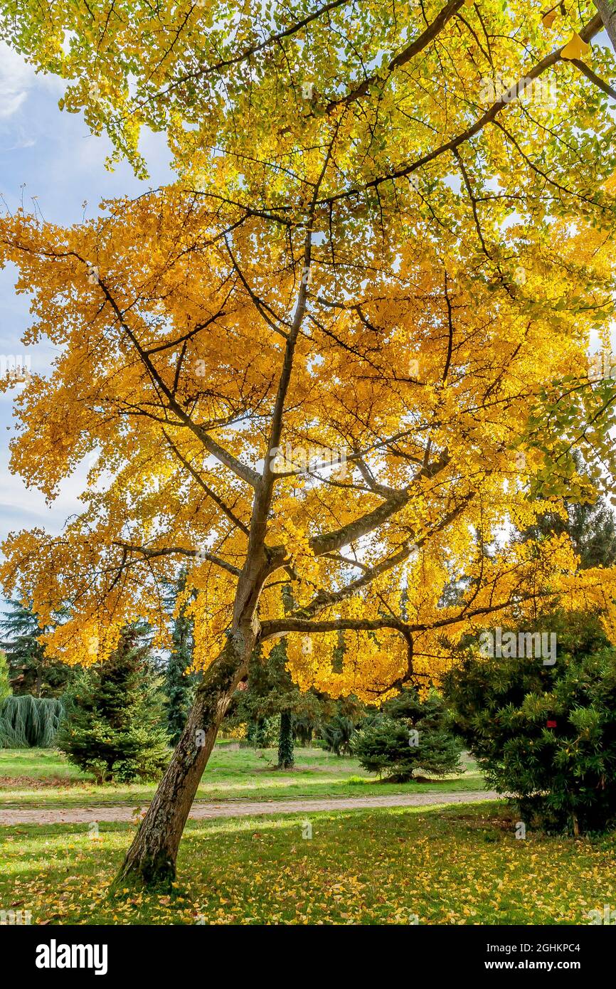 Ginkgoale hi-res stock photography and images - Alamy