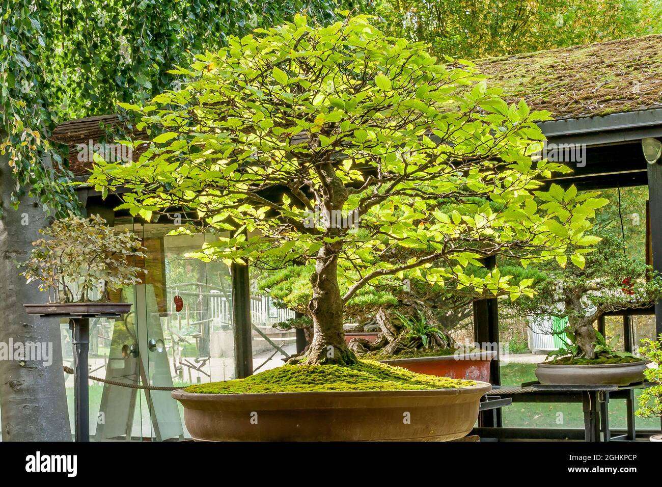 Japanese beech bonsai fagus crenata hi-res stock photography and images ...
