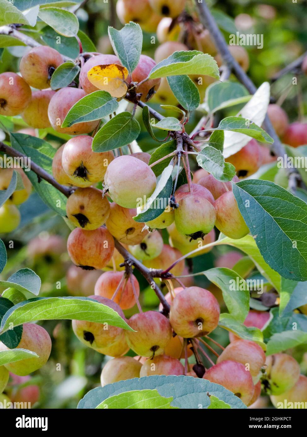 Evereste crabapple tree hi-res stock photography and images - Alamy